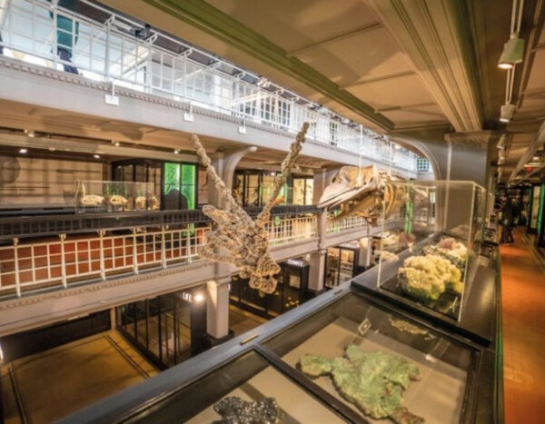 The new Manchester Museum - Manchester Worldwide (S.E. Asia)